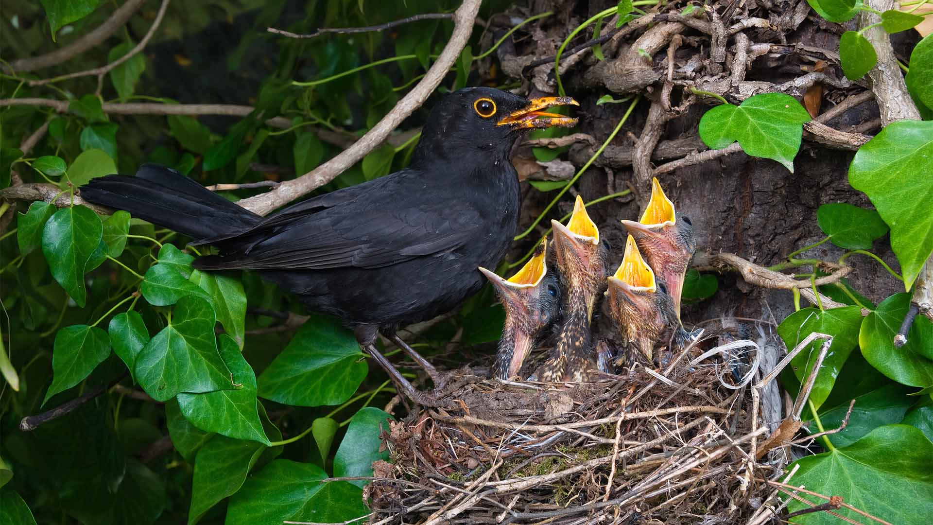 Baby Blackbirds And The Noisy Nest Life