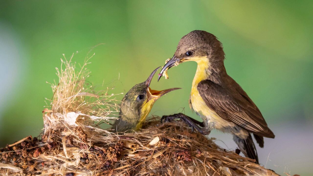 BabyBirds.co