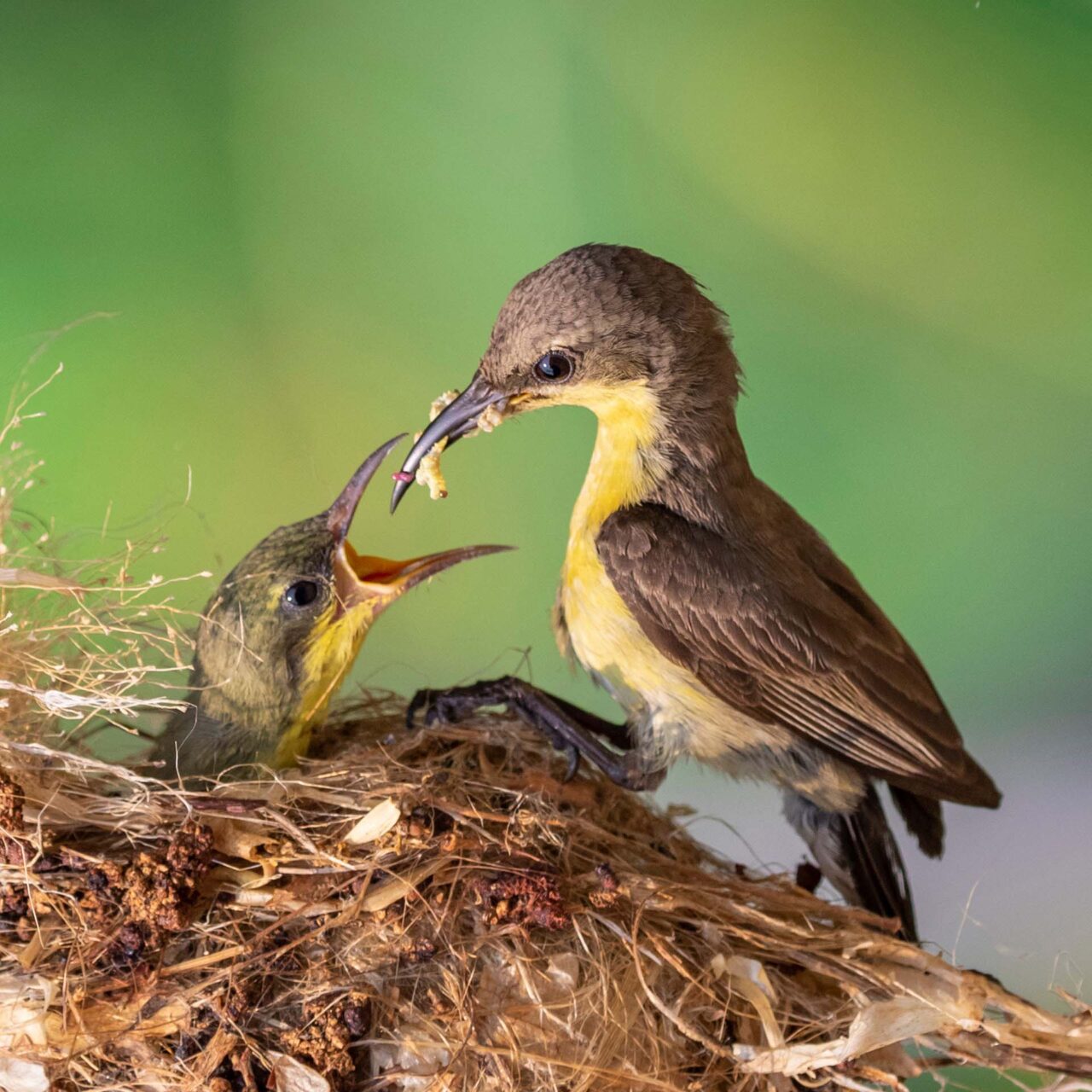 BabyBirds.co