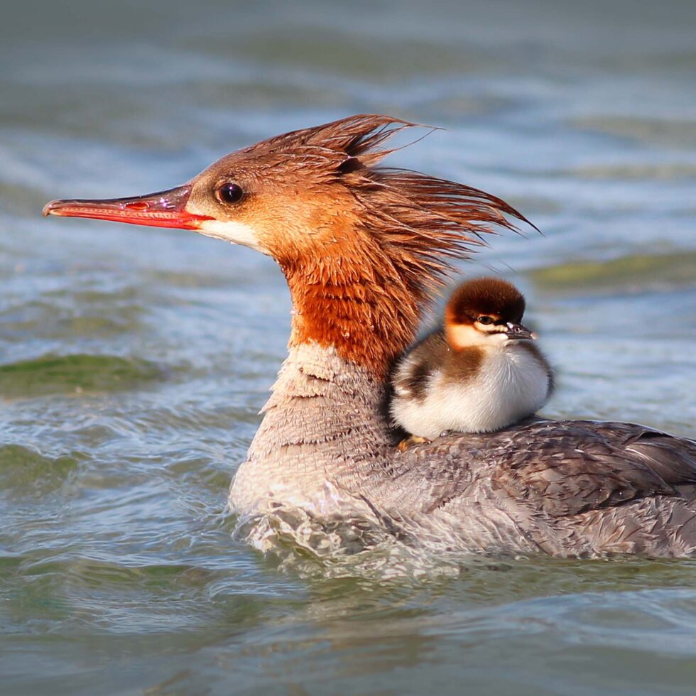 BabyBirds.co