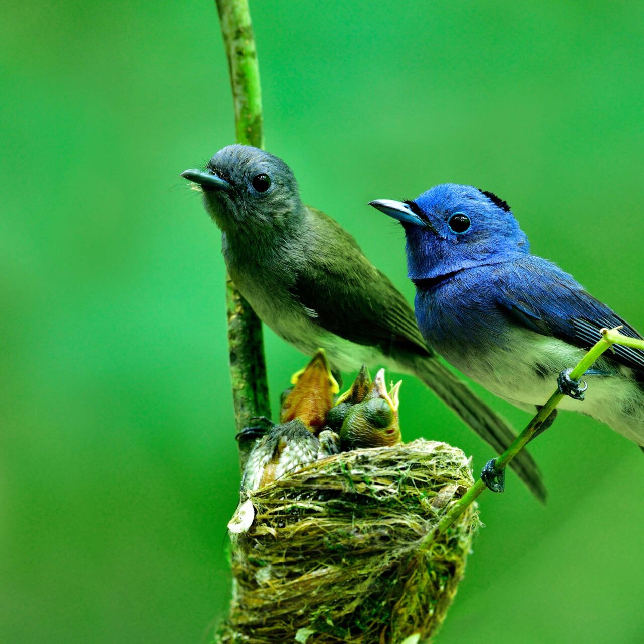 BabyBirds.co